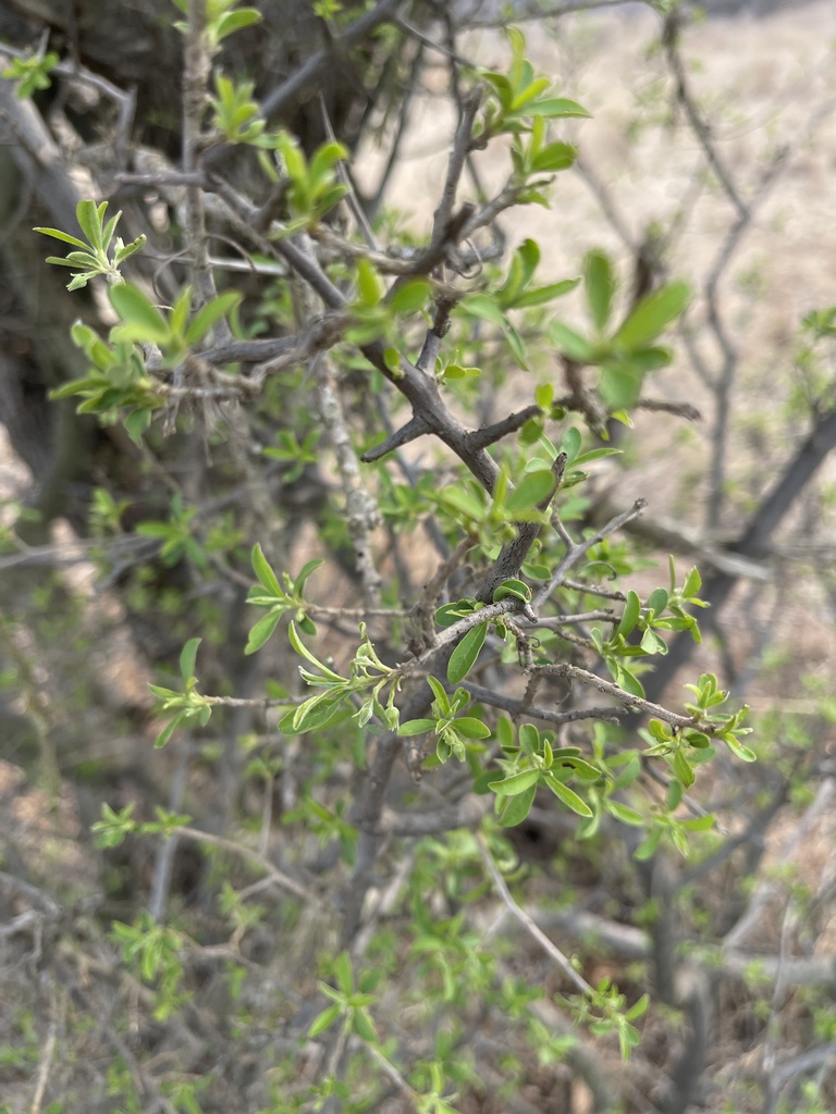 Kalahari Star-Apple from Polokwane, LP, ZA on September 20, 2022 at 09: ...