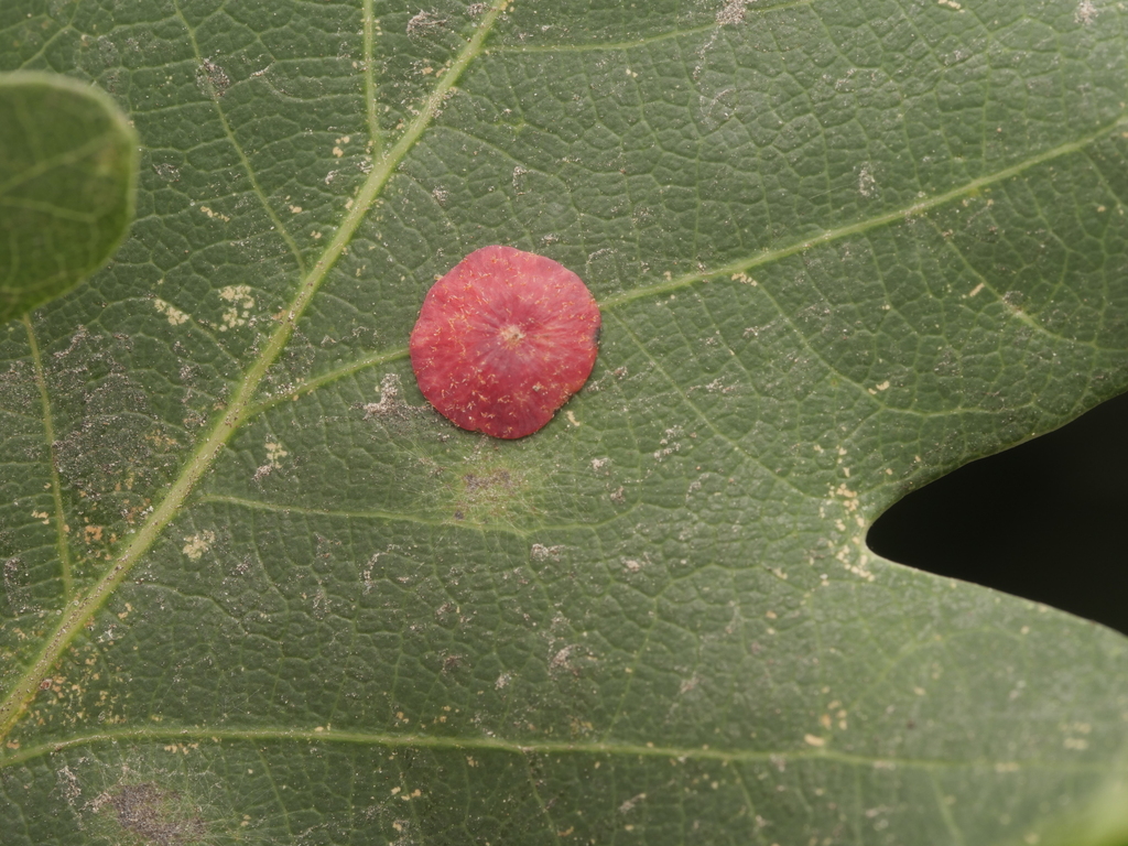 Smooth Spangle Gall Wasp from Teltow-Fläming, Brandenburg, Germany on ...