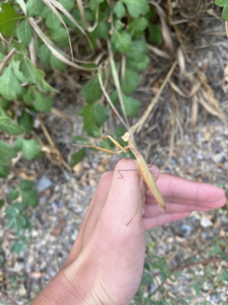 European Mantis from Bannock County, US-ID, US on September 20, 2022 at ...