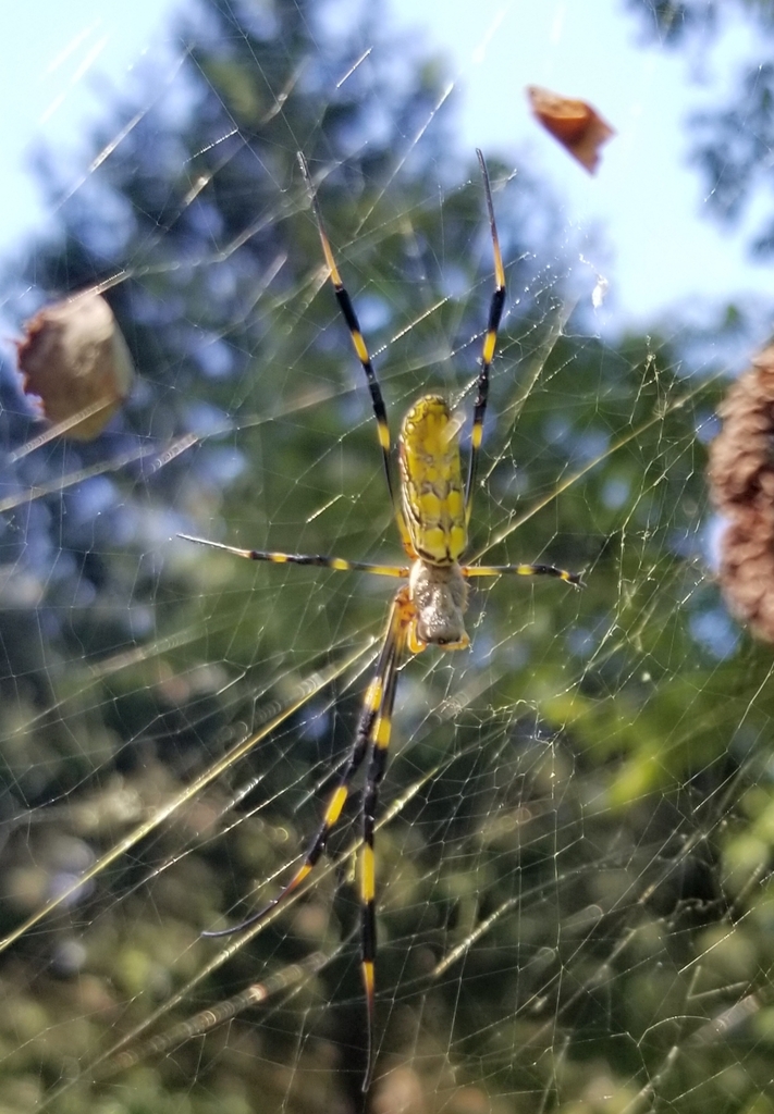 Joro Spider in September 2022 by s_watkins. Thick, yellow · iNaturalist