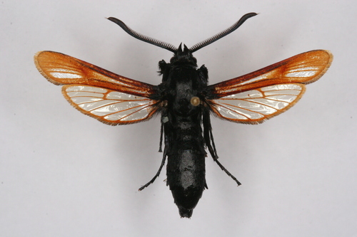 Paranthrene karli · iNaturalist