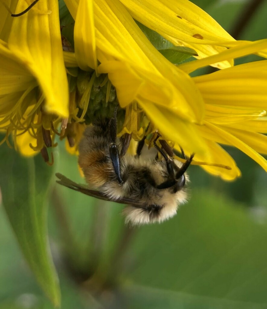 Bumble Bees from Douglasdale, Calgary, AB T2Z, Canada on September 15 ...