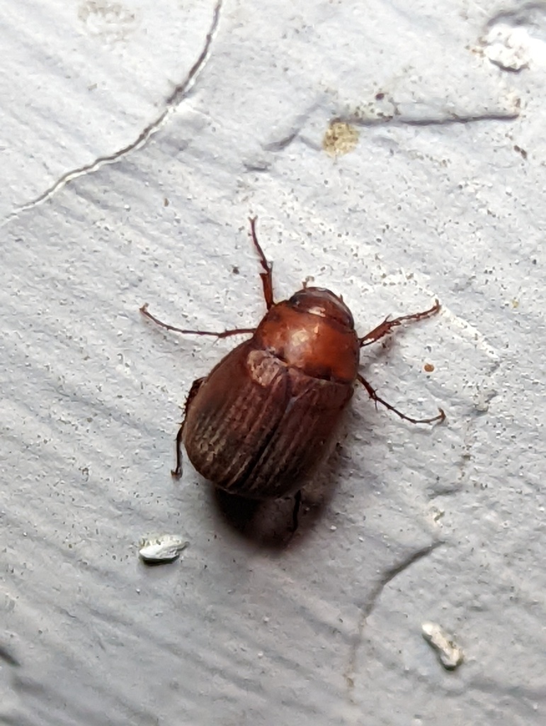 Asiatic Garden Beetle from Spring Hill, Somerville, MA, USA on July 31 ...