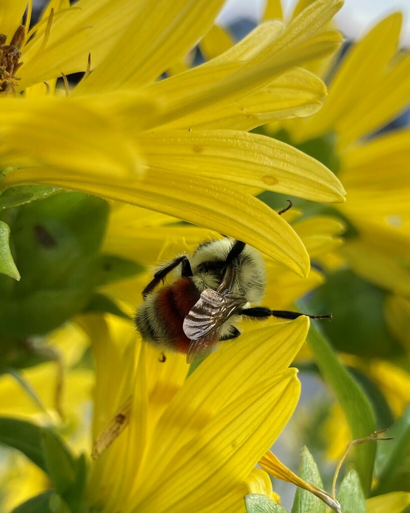 Hunt's Bumble Bee from Douglasdale, Calgary, AB T2Z, Canada on ...