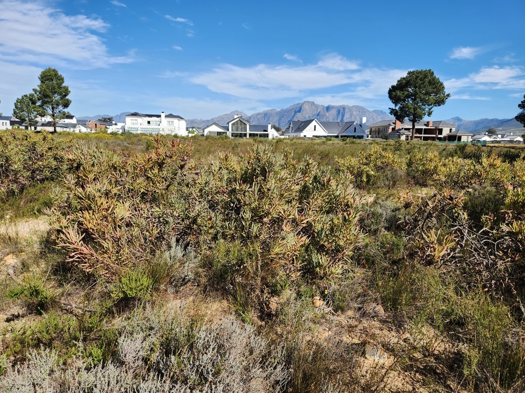 Burchell's sugarbush from Drakenstein Municipality, South Africa on ...