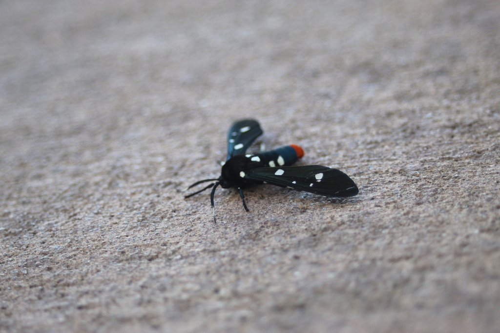 Polka-Dot Wasp Moth from Wesley Chapel, FL, USA on January 01, 2000 at ...