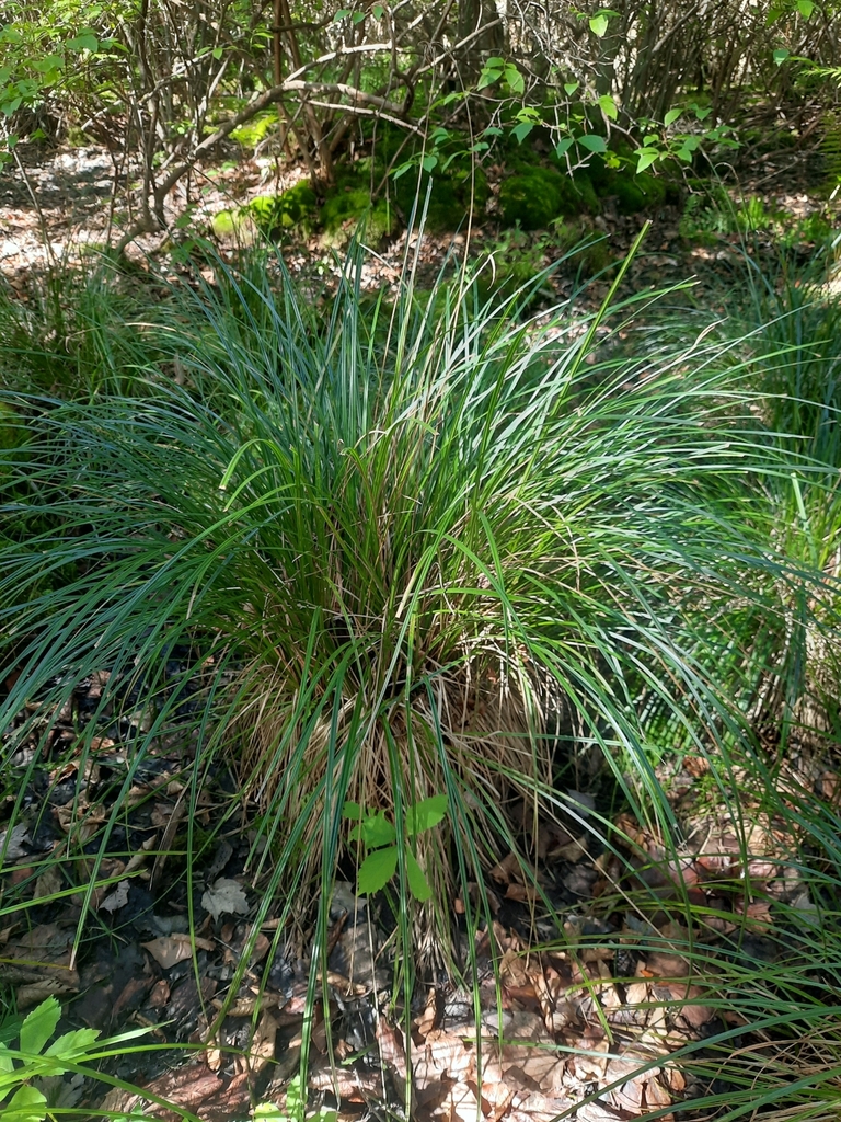 tussock sedge from Poughquag, NY 12570, USA on September 21, 2022 at 11 ...