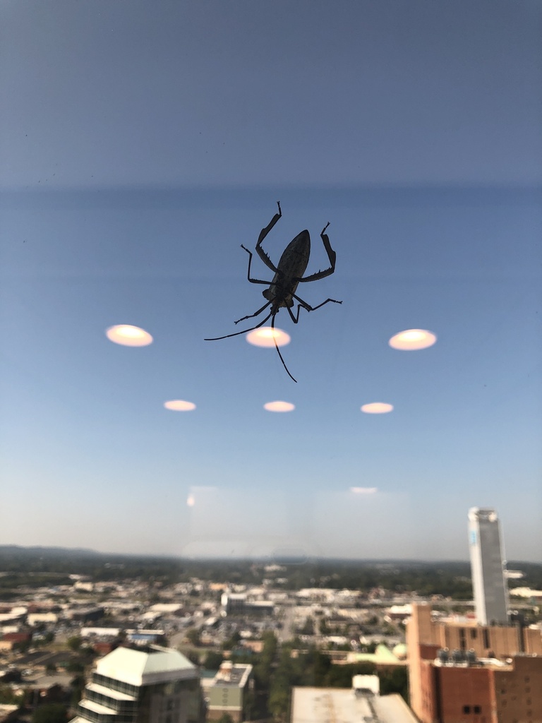Leaf-footed Bugs from Fifth Ave N, Birmingham, AL, US on September 21 ...