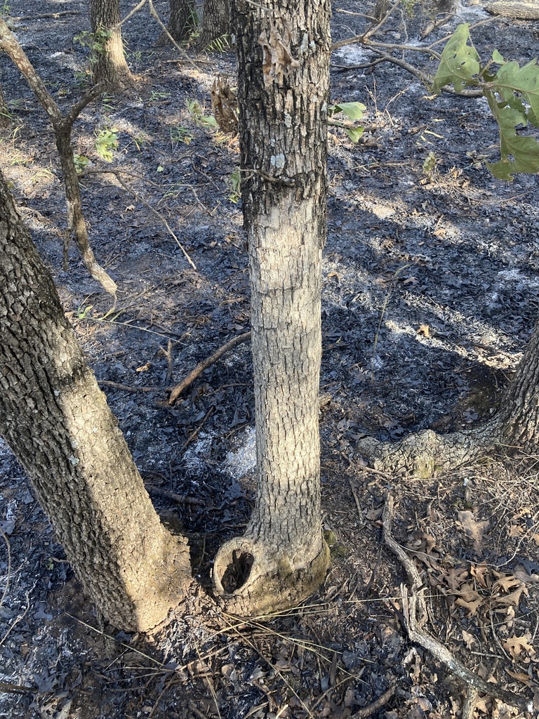 hypoxylon canker from SH-51C, Stillwater, OK, US on September 21, 2022 ...