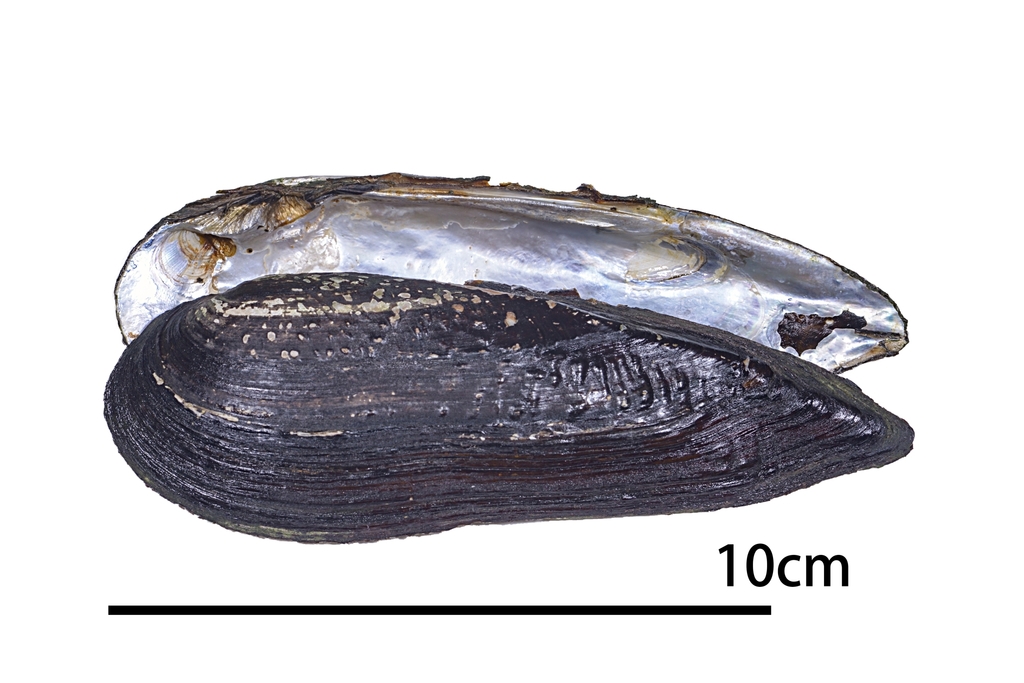 Lanceolaria gladiola from 江宁区前进河 on September 21, 2022 at 07:44 PM by nana7mi. dead taken ...