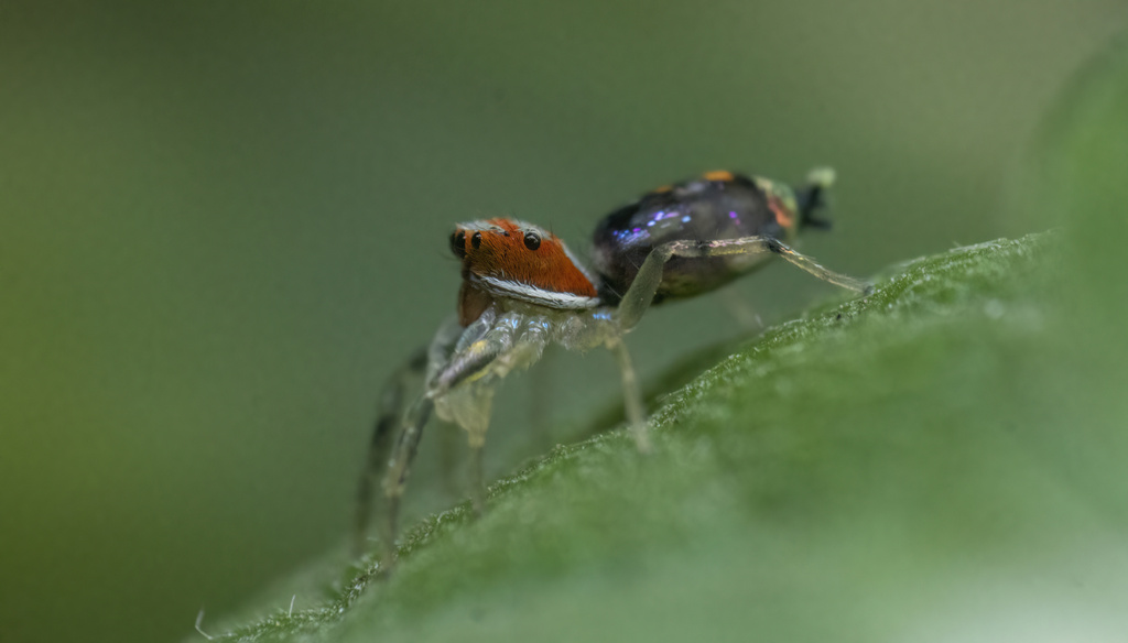 Chrysilla volupe from VOC Park, ATT Colony, Gopalapuram, Coimbatore ...