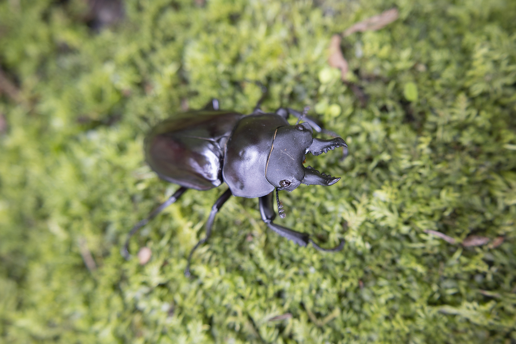 Neolucanus baladeva from North Sikkim, Sikkim, India on September 15 ...
