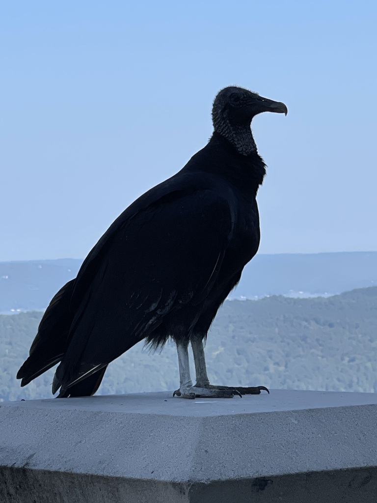Black Vulture from Lake Guntersville State Park, Guntersville, AL, US ...