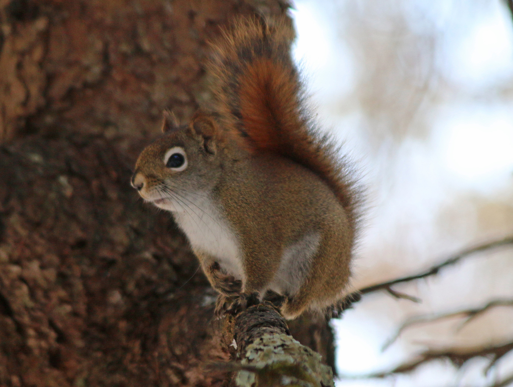 American Red Squirrel from St Louis County, MN, USA on February 22 ...