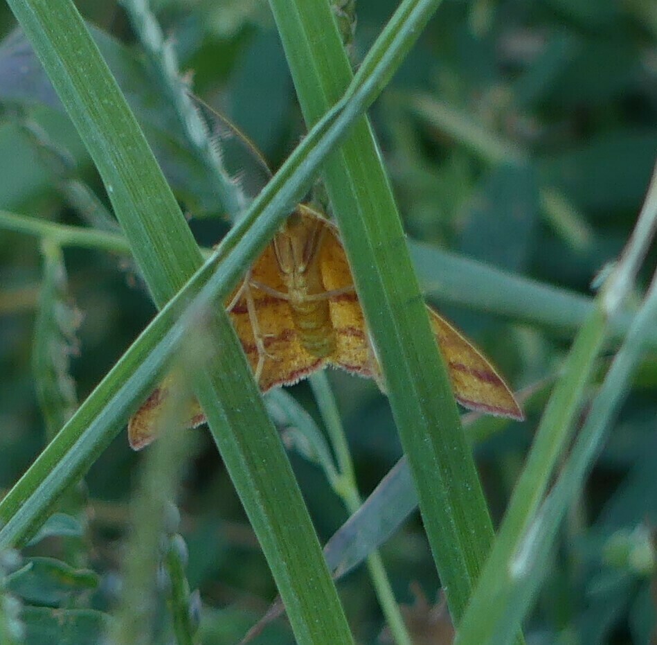 Chickweed Geometer Moth from Olathe, KS, USA on September 21, 2022 at ...