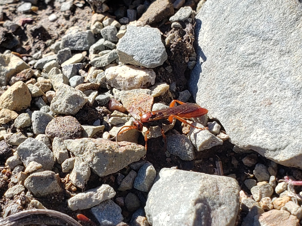 Spilichneumon from Witless Bay, NL, Canada on May 21, 2022 at 11:22 AM ...