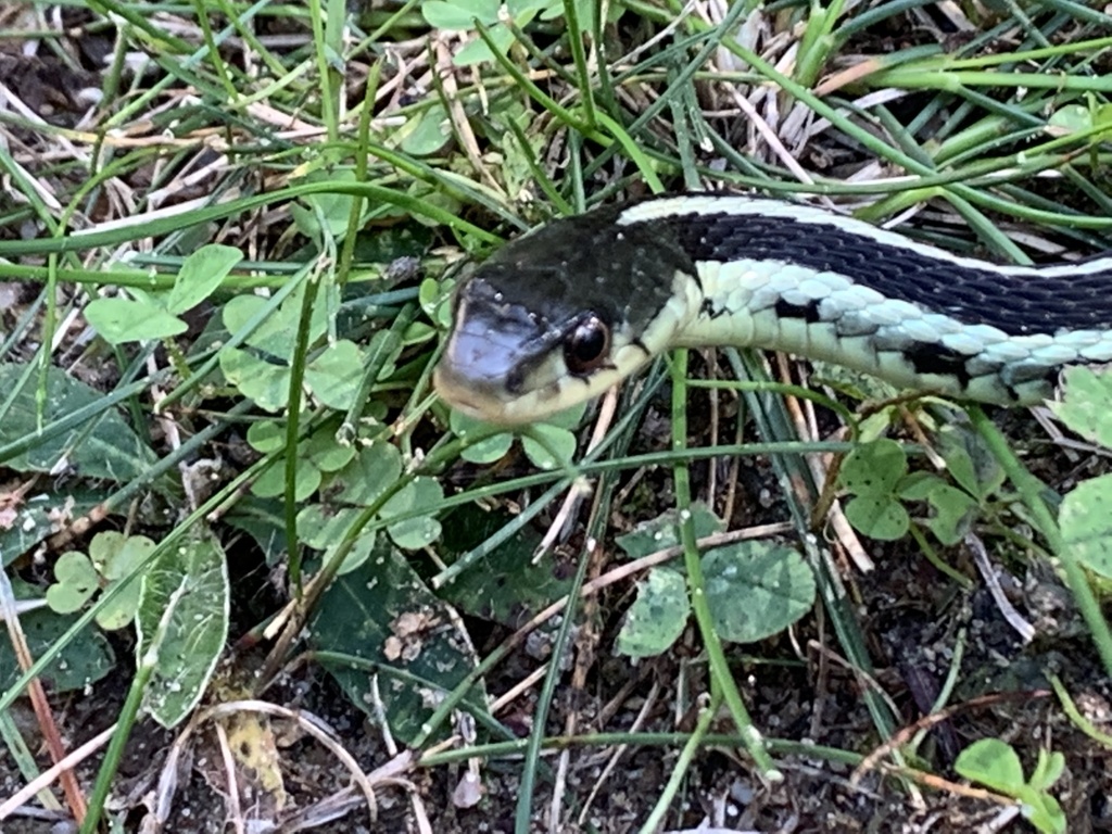 Eastern Garter Snake in September 2022 by Tuktu · iNaturalist