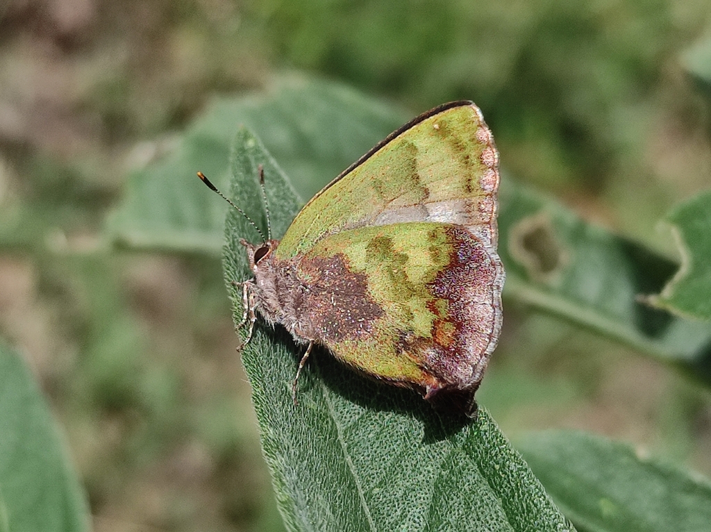 Stained Greenstreak from Amp Tepepan, 16029 Ciudad de México, CDMX ...