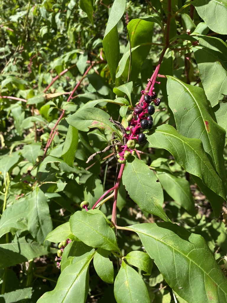 Common American Pokeweed from Gunston Rd, Centreville, MD, US on ...