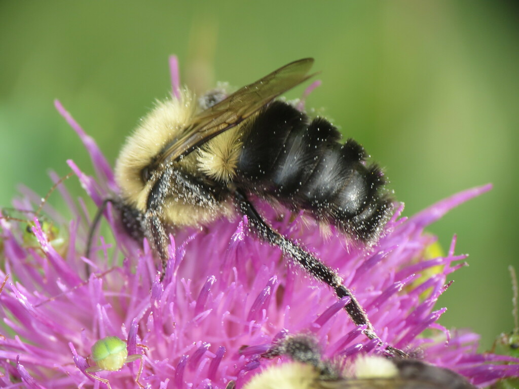 Common Eastern Bumble Bee in September 2022 by wmct276 · iNaturalist