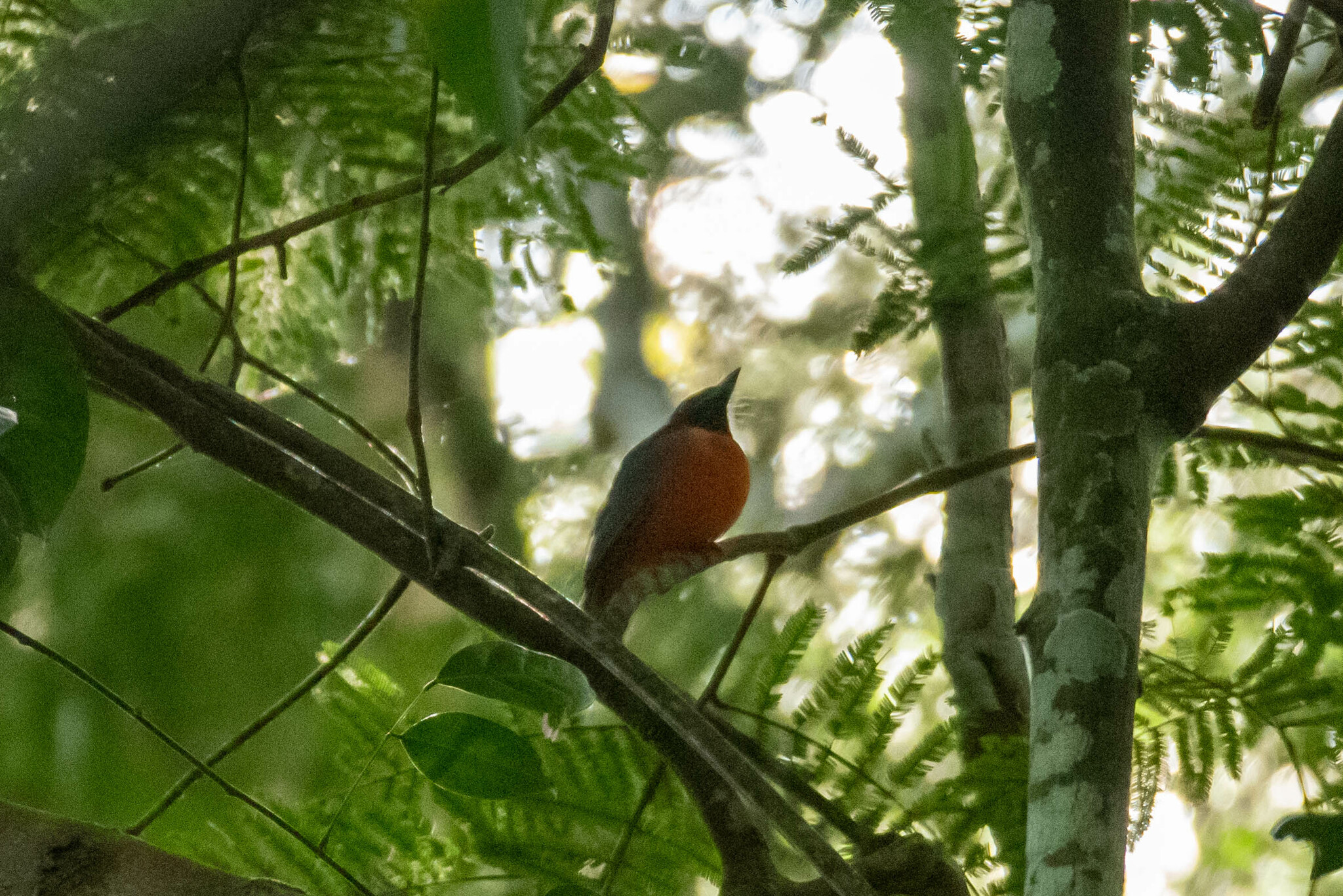 Terpsiphone rufiventer (Swainson, 1837)