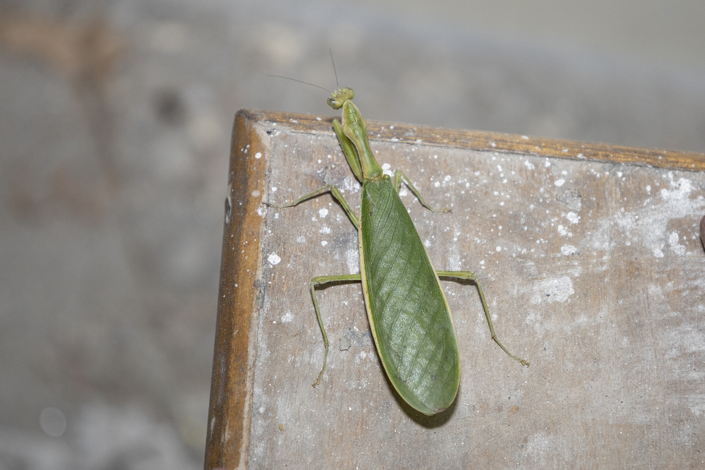 Heliomantis elegans from North Sikkim, Sikkim, India on September 15 ...