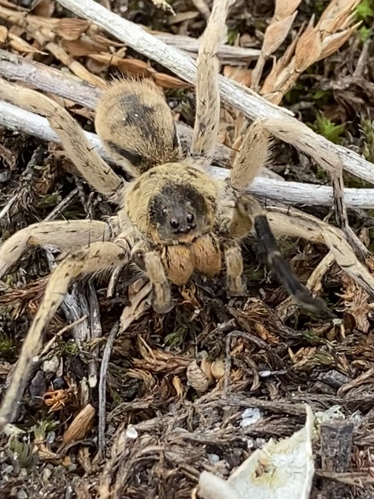 Missouri Burrowing Wolf Spider from St. Joseph, MN, US on September 21 ...