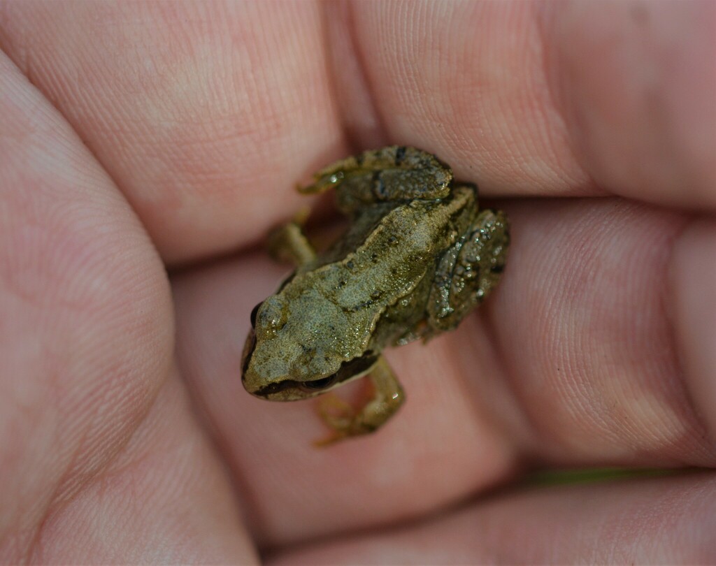 European Common Frog from 55.120807 -4.391502 on September 21, 2022 at ...