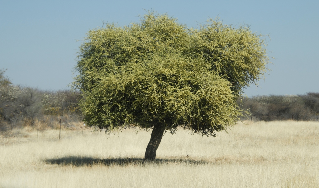 Shepherds tree (Boscia albitrunca) - Botanical Realm