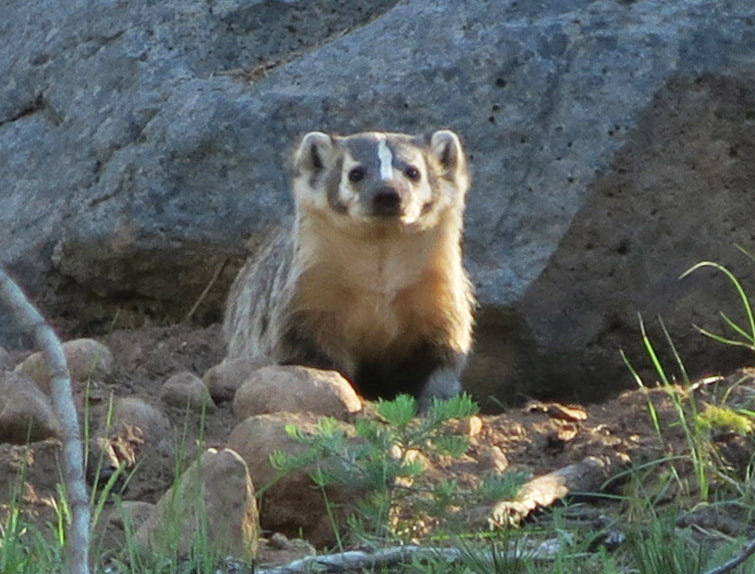 Northwestern American Badger (Taxidea taxus jeffersonii) - Know Your ...