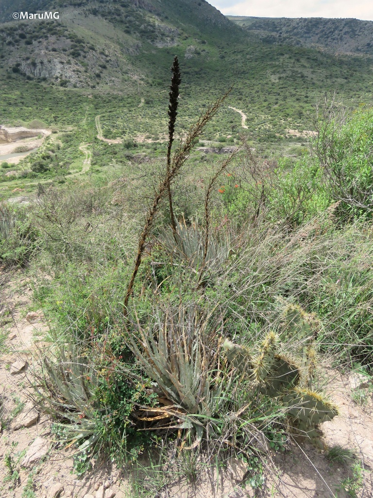 Hechtia podantha from San Luis de la Paz, Gto., México on September 18 ...
