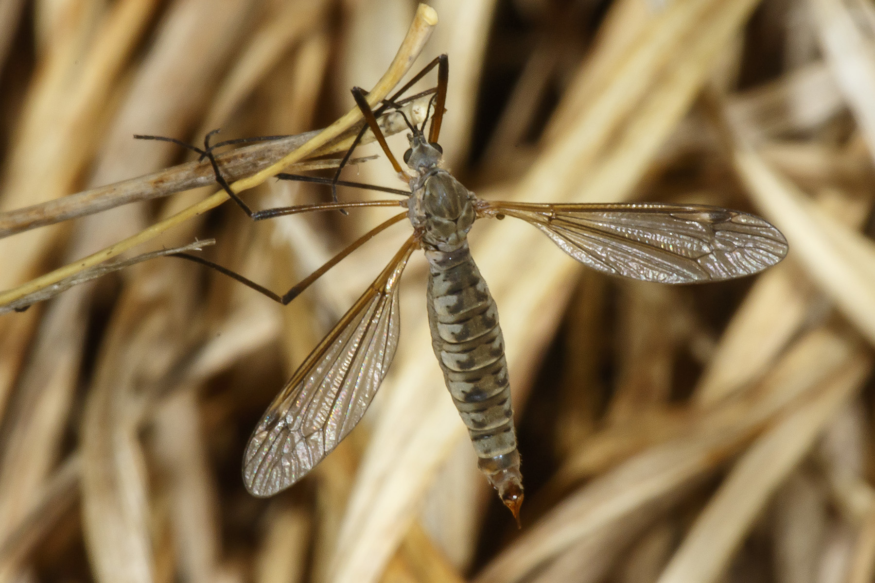 Tipula dietziana Alexander, 1915