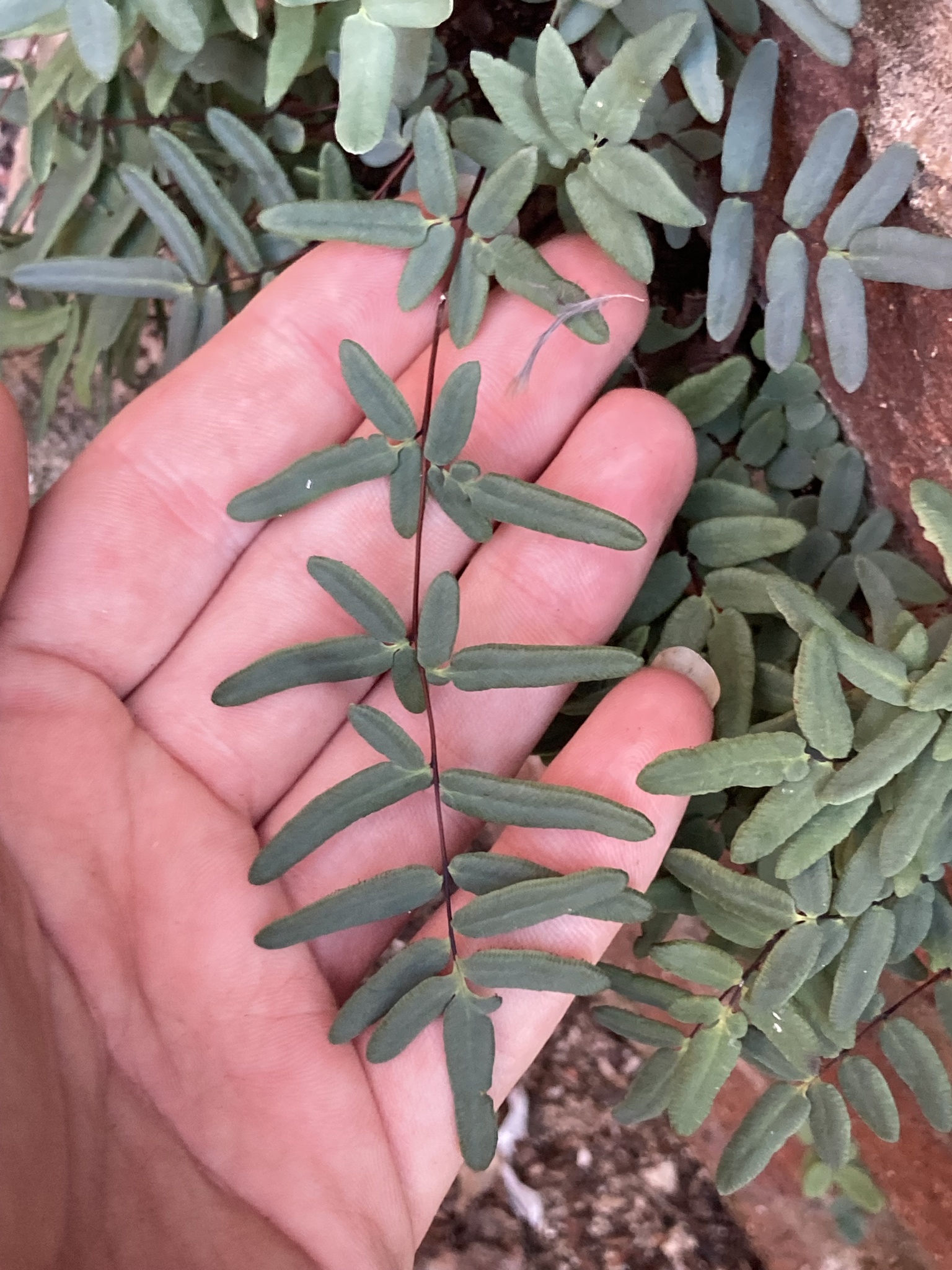 Pellaea glabella subsp. glabella