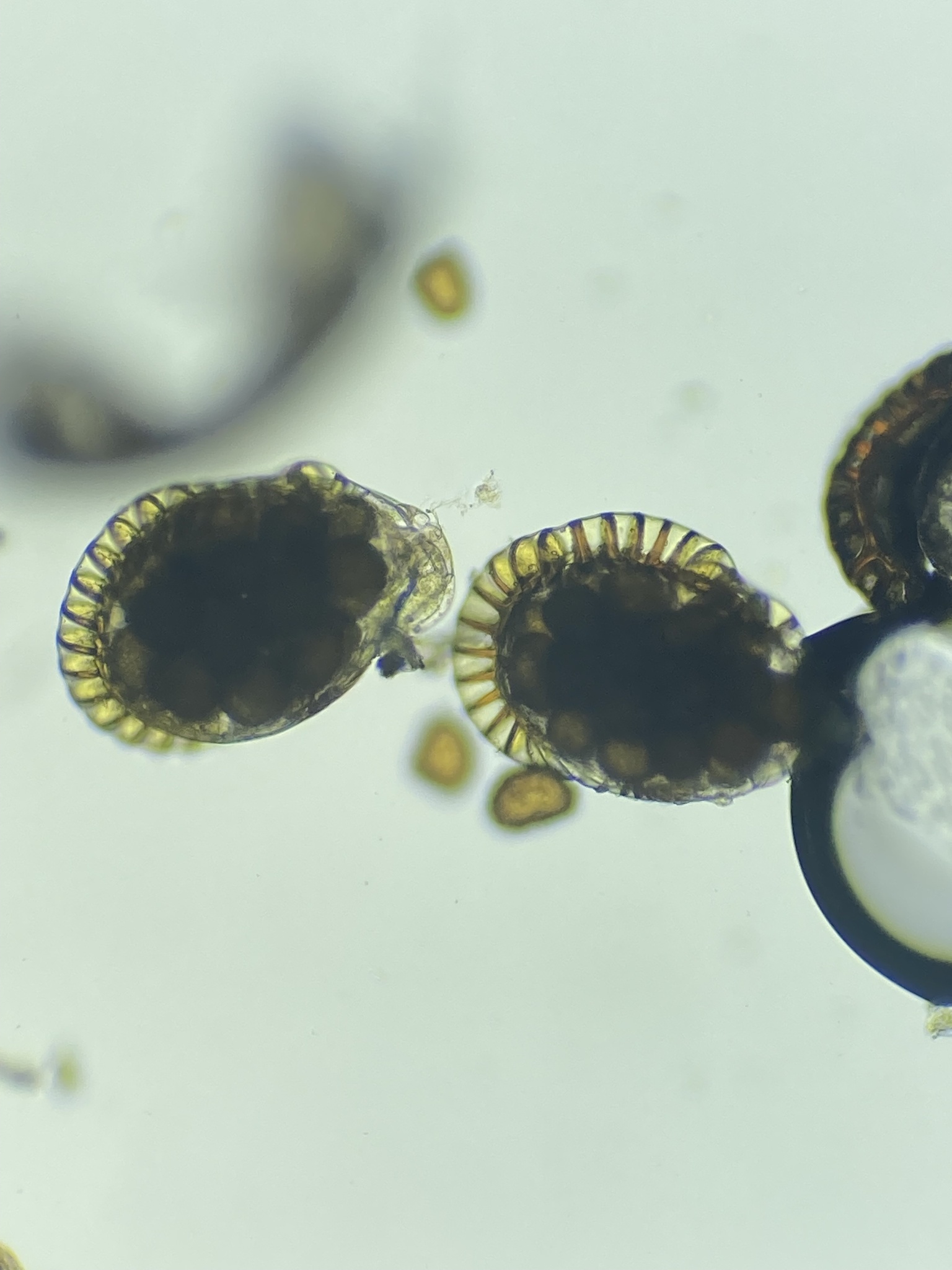 Pellaea glabella subsp. glabella