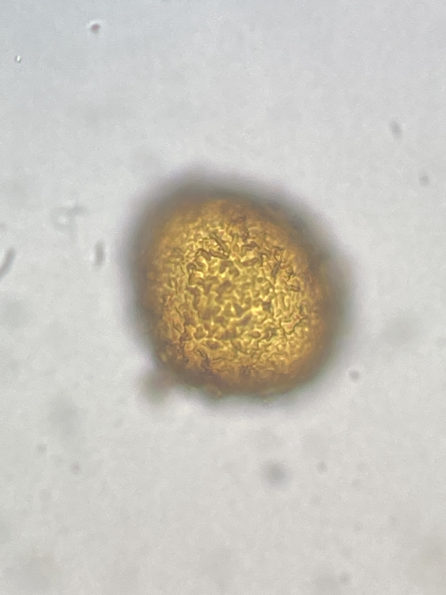 Pellaea glabella subsp. glabella