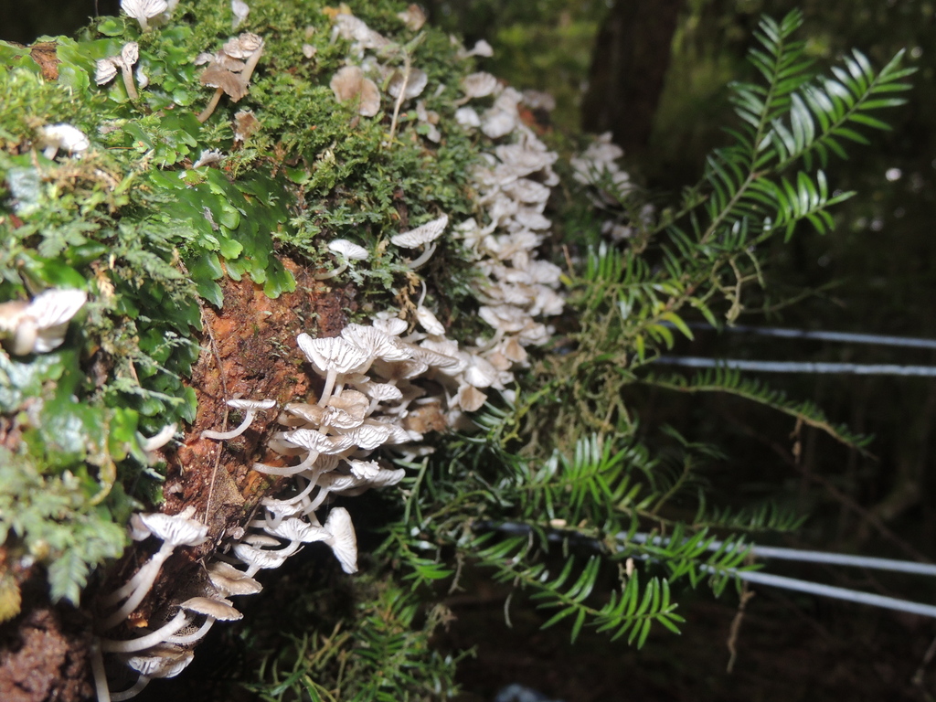 Roridomyces austrororidus from Fox Glacier 7886, New Zealand on ...