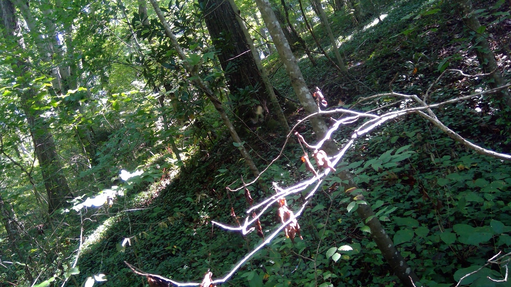 Golden Silk Spider from Cascade Road, Atlanta, GA, USA on September 21 ...