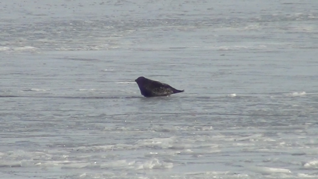 Baltic Ringed Seal from Åboland-Turunmaa, Suomi on April 1, 2013 at 04: ...