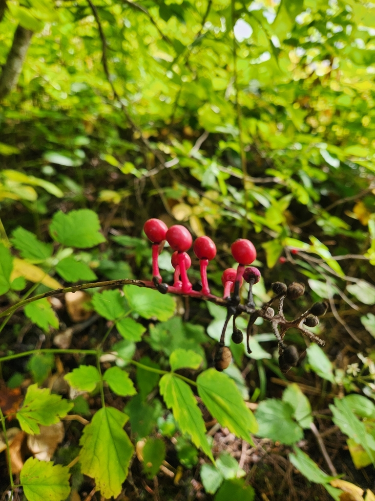 Red-fruited white baneberry from Andes, NY 13731, USA on September 21 ...