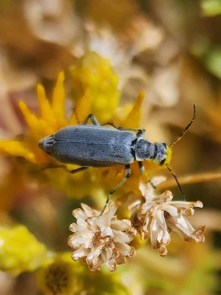 Burning Blister Beetles from Las Vegas, NV 89166, USA on September 21 ...
