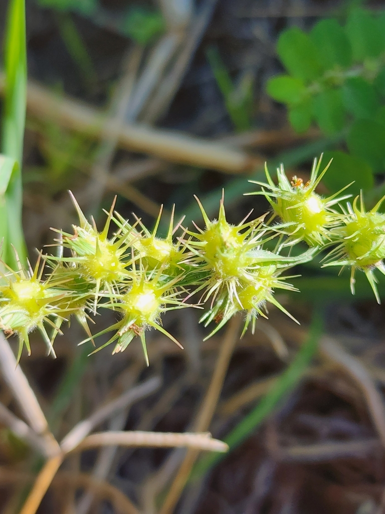 coastal sandbur from Las Vegas, NV 89166, USA on September 21, 2022 at ...