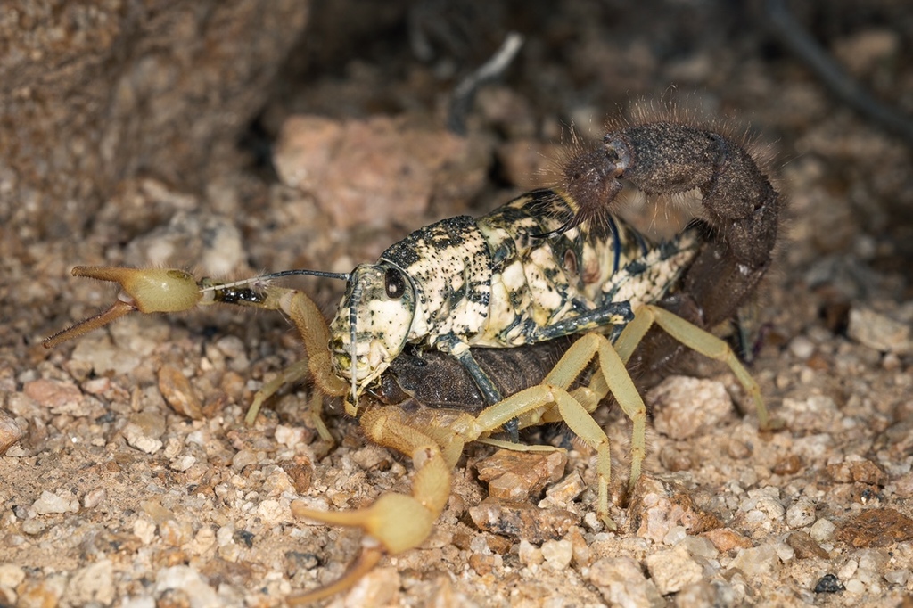 Black hairy thick-tailed scorpion from Onseepkans Settlement, Pofadder ...