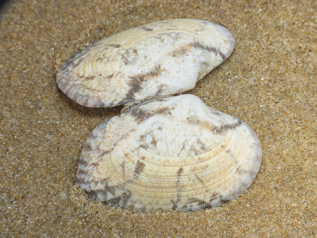 grooved carpet shell from Teramo, Abruzzo, IT on 21 September, 2022 at ...