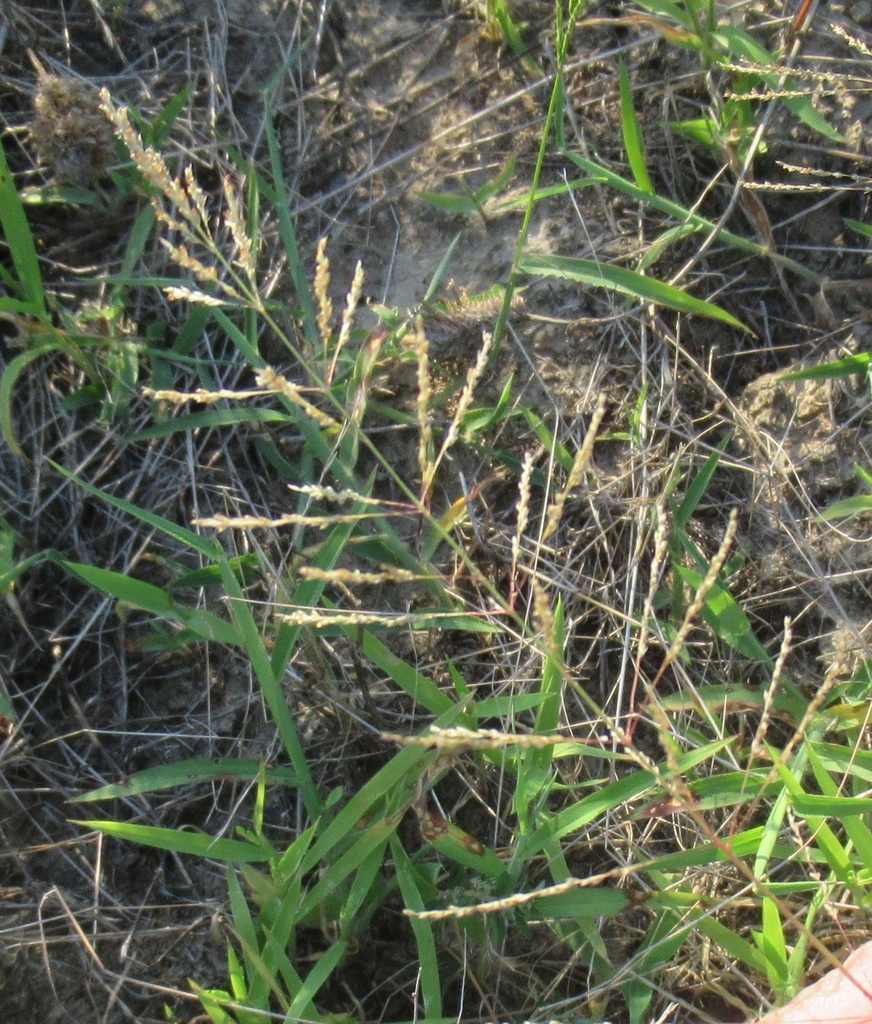 grasses from Riverby Ranch, FM 79, Fannin County, TX, USA on September ...