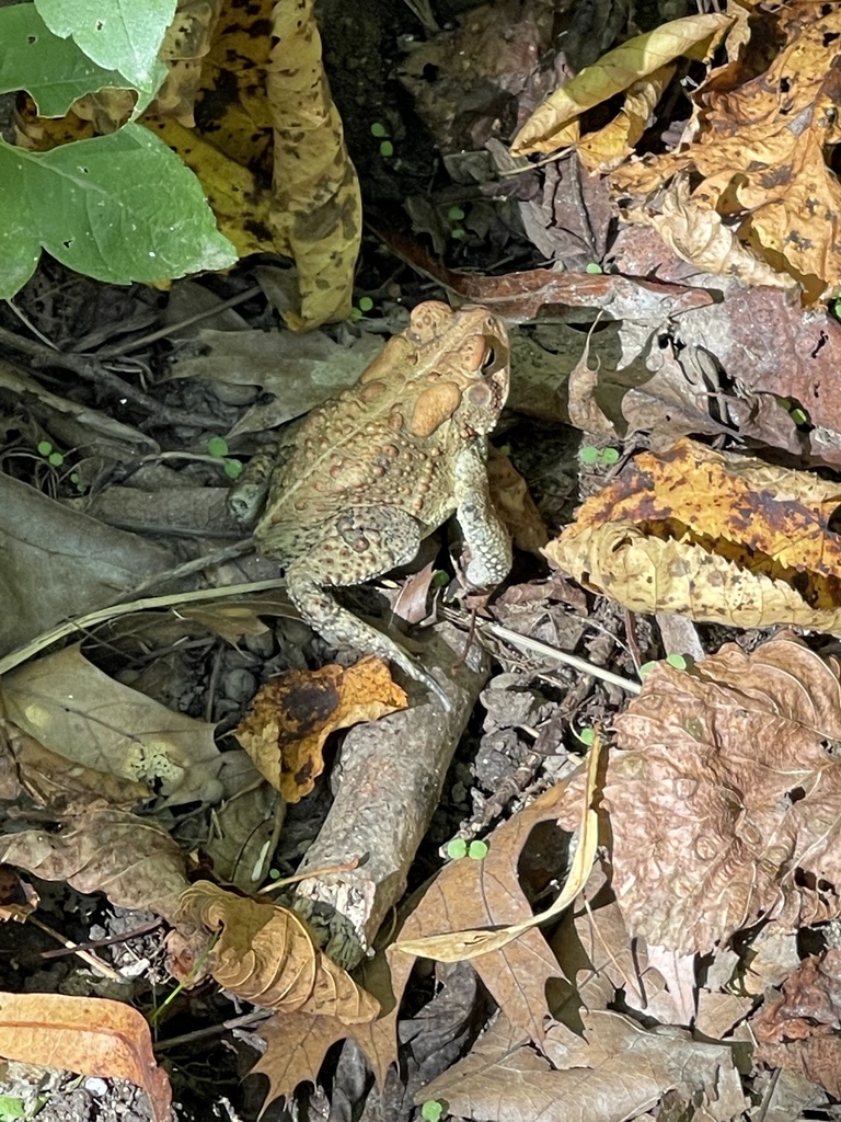 American Toad from Wissahickon Valley Park, Philadelphia, PA, US on ...