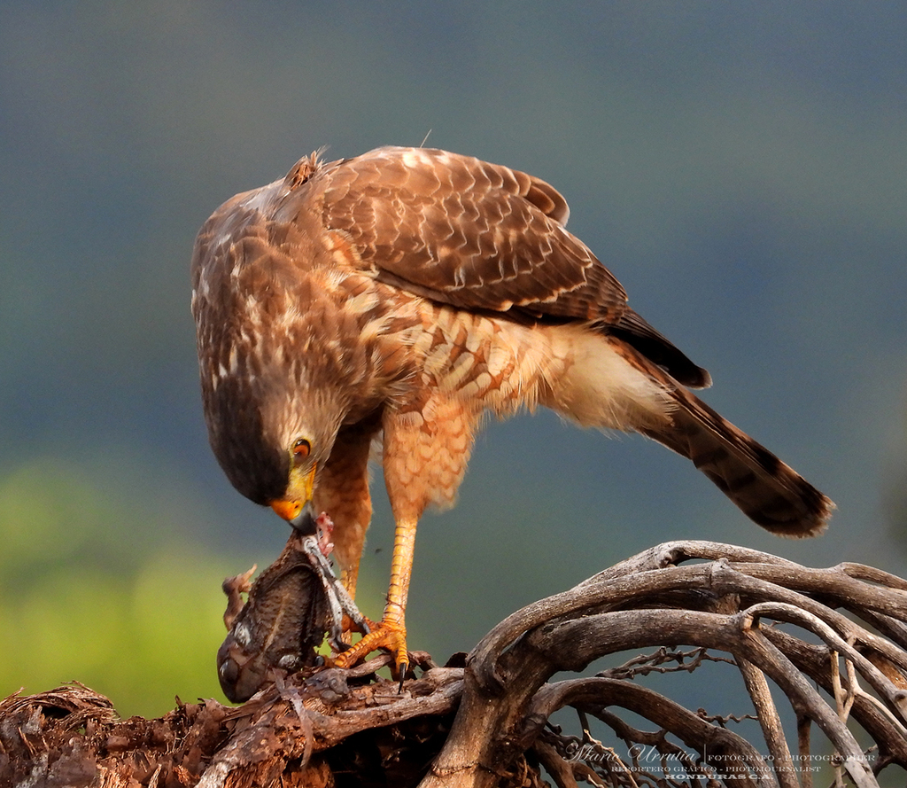 Roadside Hawk from Chachahuala, Honduras on September 14, 2022 at 05:05 ...