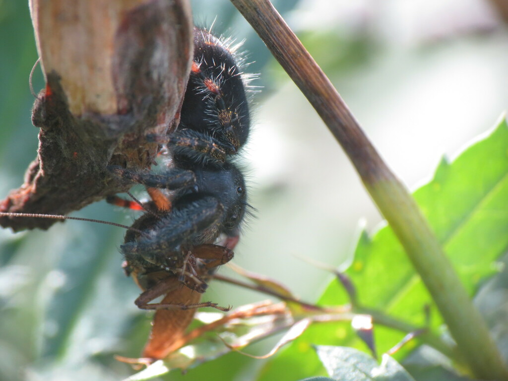 Bold Jumping Spider from Rockford, IL, USA on September 21, 2022 at 02: ...