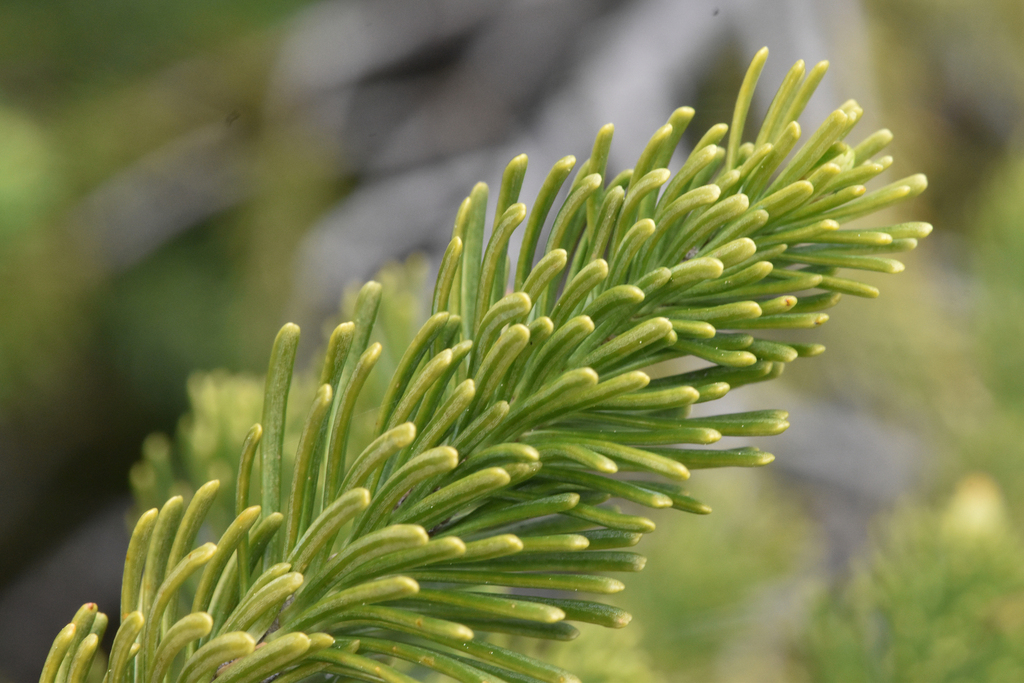 subalpine fir from Central Coast, BC, Canada on July 13, 2022 at 01:48 ...
