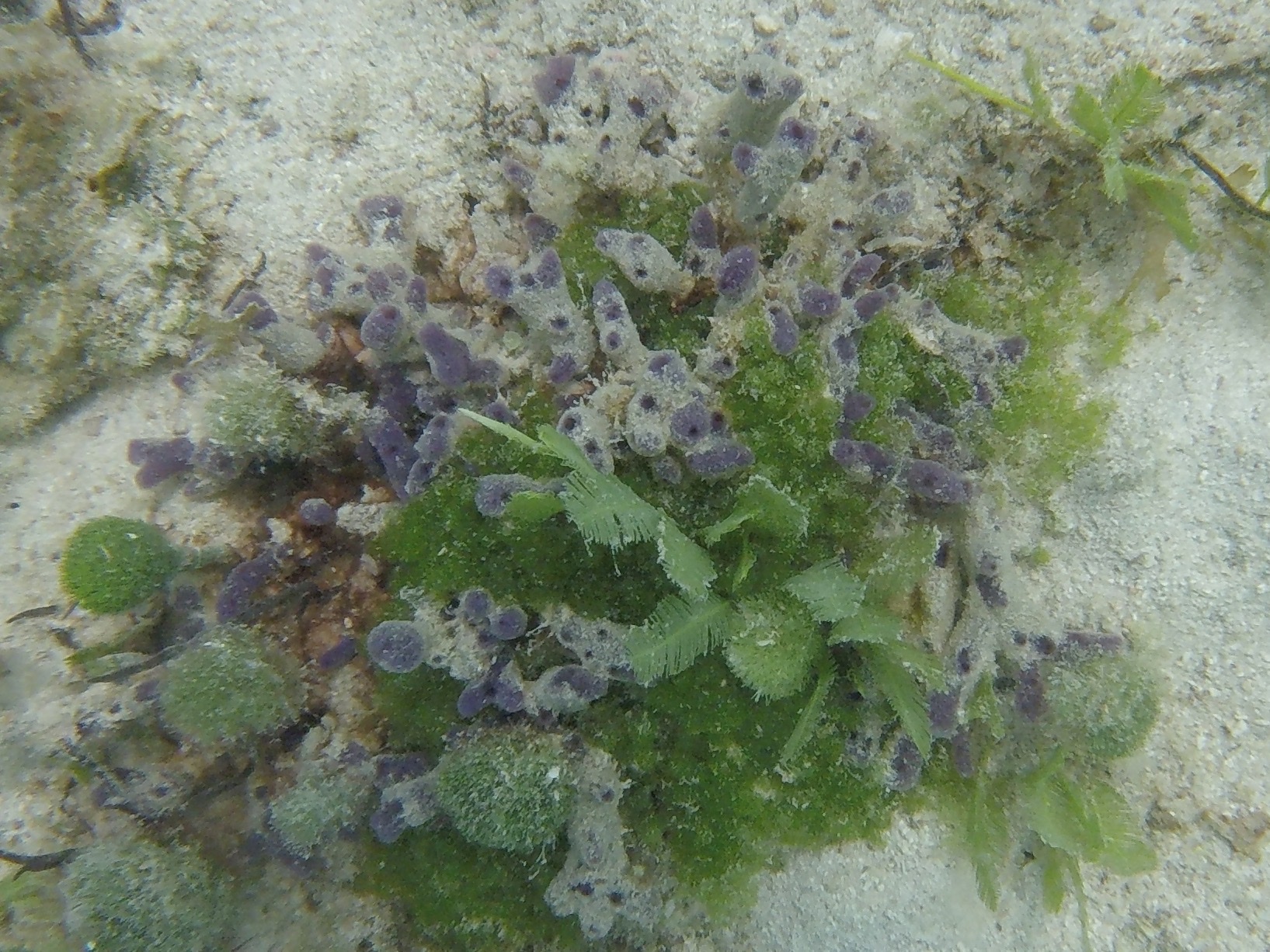 Chalinula molitba (de Laubenfels, 1949)