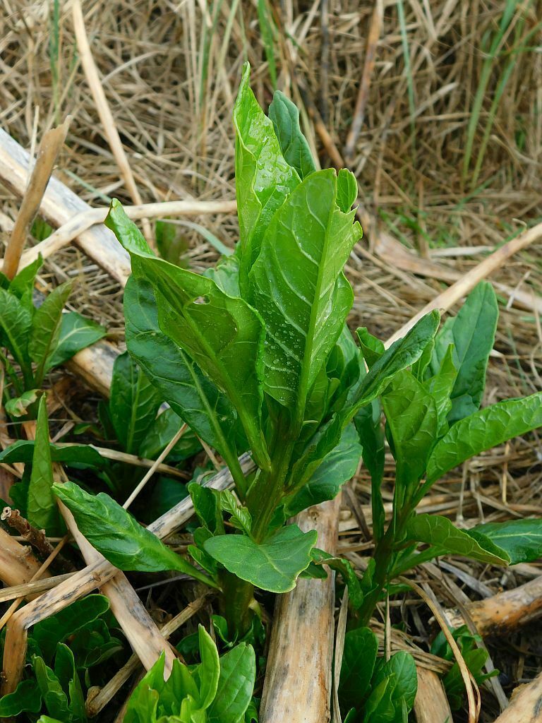 Inkweed from Greyton, 7233, South Africa on September 19, 2022 at 09:25 ...